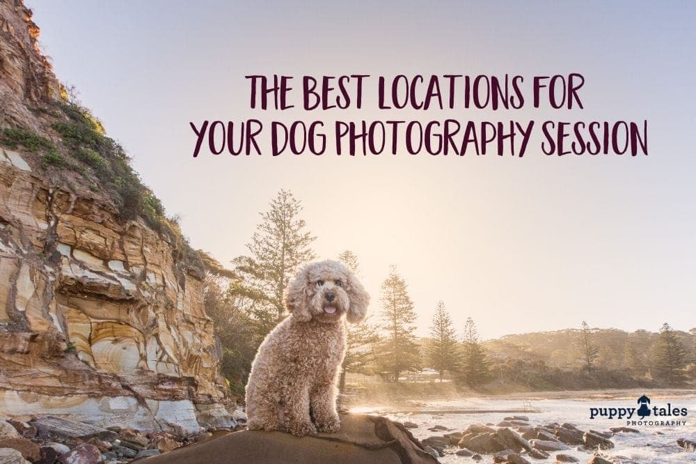 The Best Locations for your Dog Photography Session - Puppy Tales