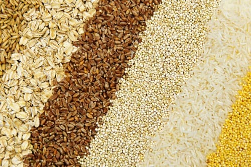 Dog diet and nutrition | The truth about Rice, Corn, Oats and Wheat