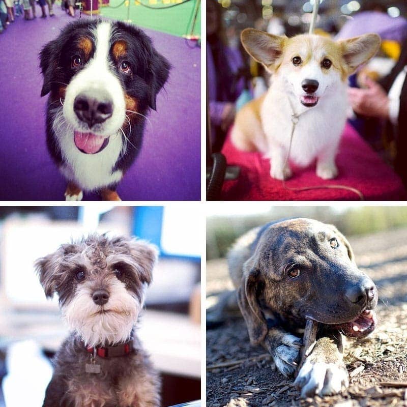 An interview with The Dogist | Dog Photography