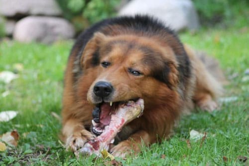5 steps to cleaning dog teeth naturally | Dental care Canine teeth