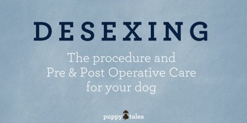 Desexing – The Procedure and Pre & Post Operative Care for your Dog - Puppy Tales