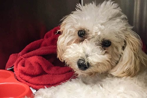 Desexing – The Procedure and Pre & Post Operative Care for your Dog - Puppy Tales