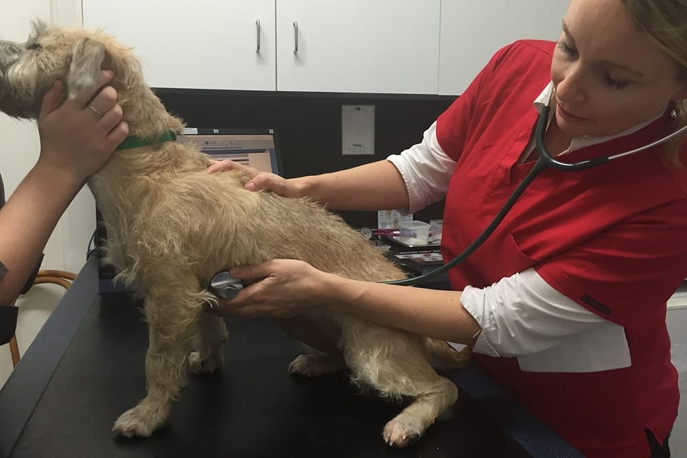 First Aid for Dogs ~ Basic Examination - Puppy Tales