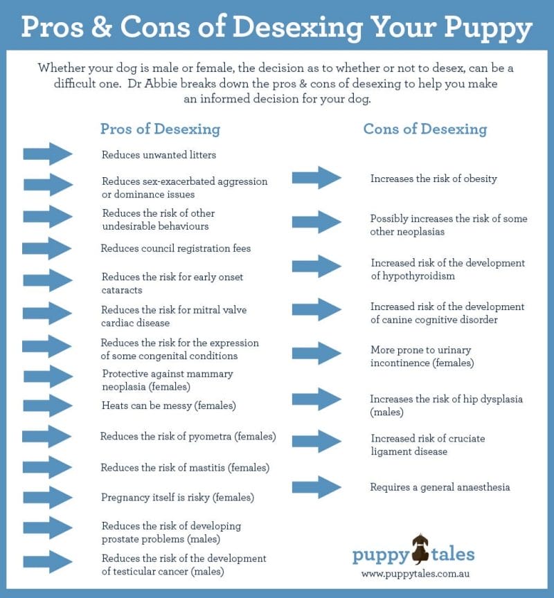 Desexing Your Dog –The Ins & Outs- Vet Advise to help you decide