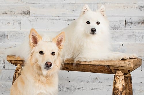 A-Z of Dogs: A Photographic Dogalogue™ of Australia - Puppy Tales