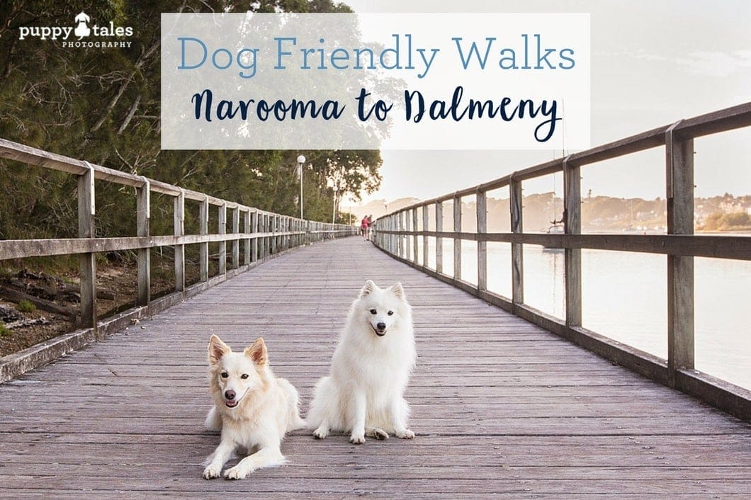 Dog Friendly Walk ~ Narooma to Dalmeny - Puppy Tales
