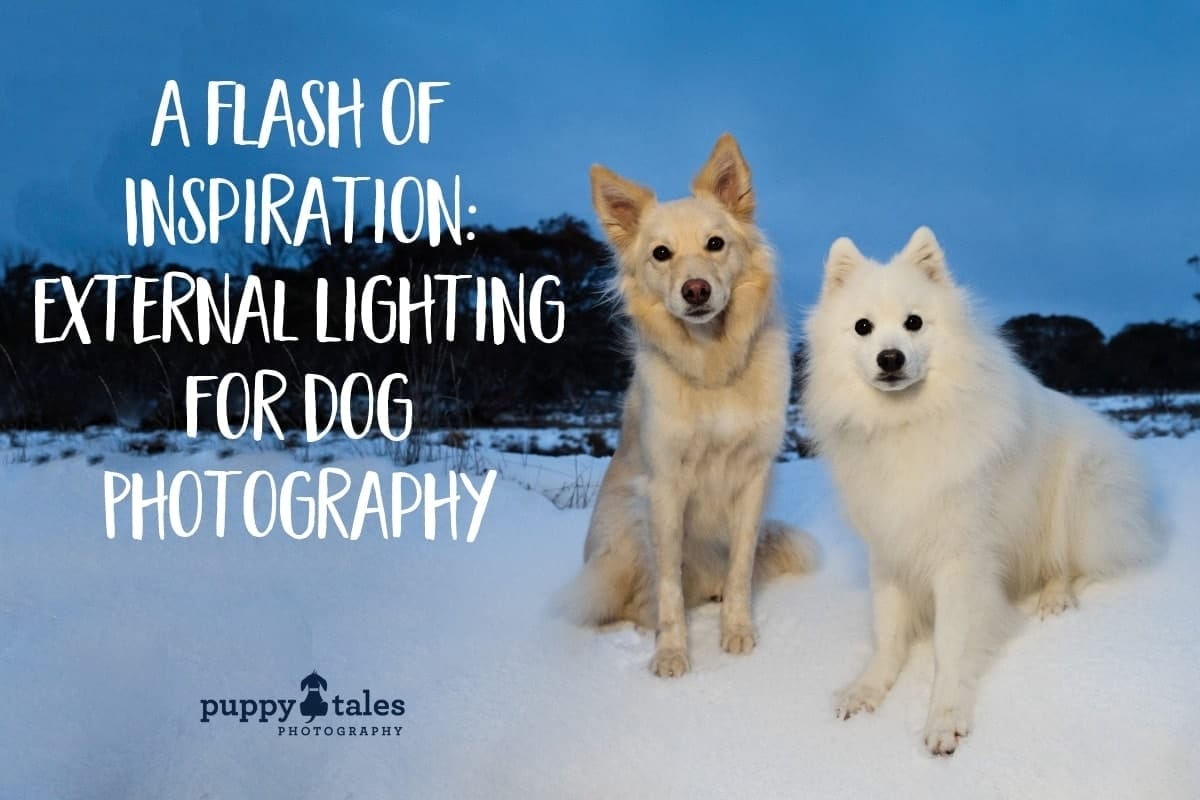 A Flash of Inspiration: External Lighting for Dog Photography - Puppy Tales
