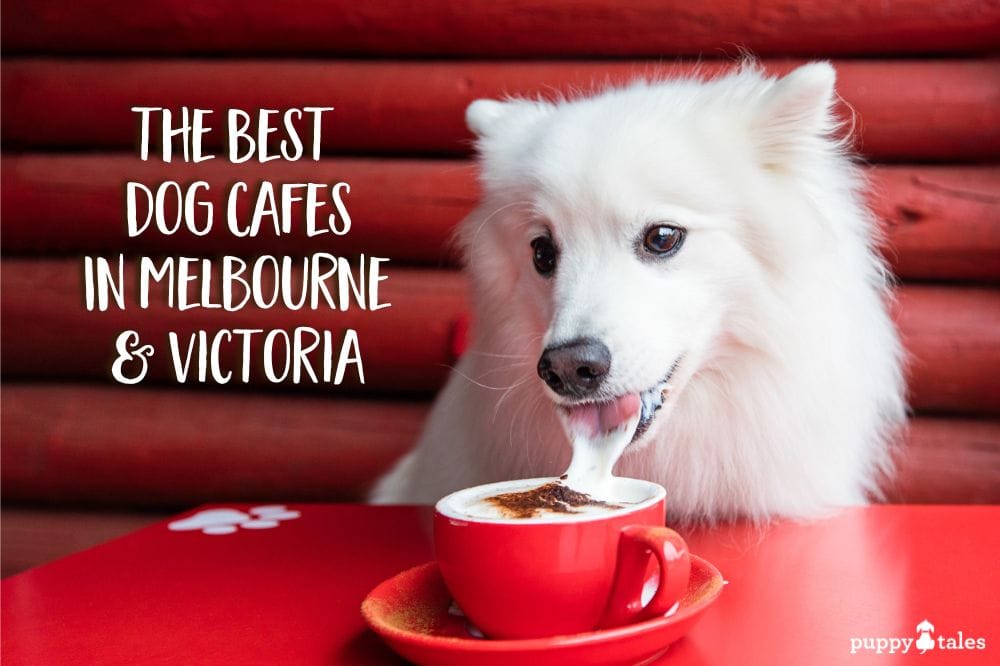 The Best Dog Cafes In Melbourne & Victoria | Puppy Tales