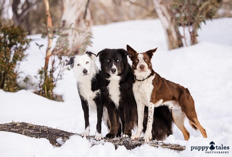 Adorable Border Collies at the Snow Photography | Puppy Tales